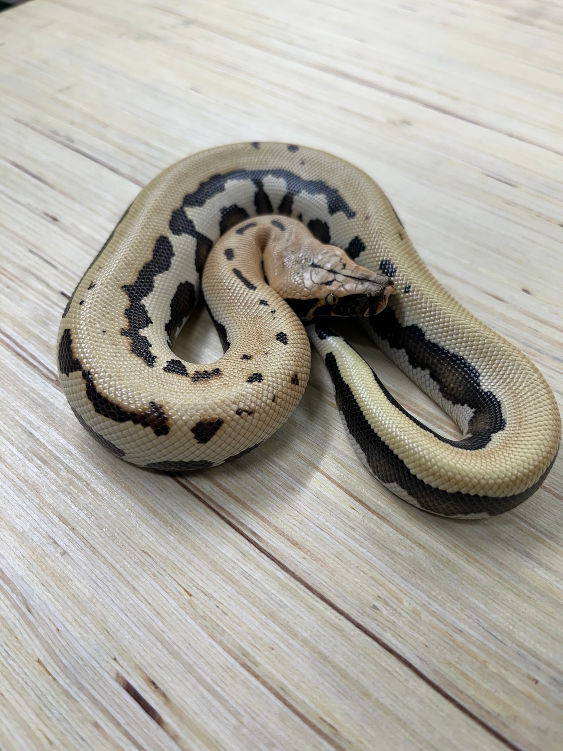 Goldeneye 66% Het T Blood Python by Zach Boles Bloods - MorphMarket