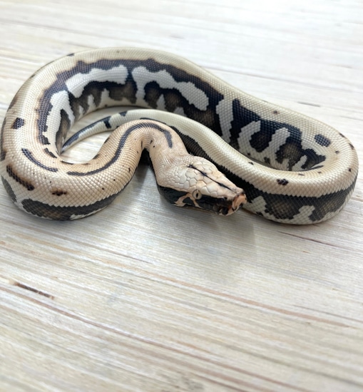 Golden Eye Blood Python by Zach Boles Bloods
