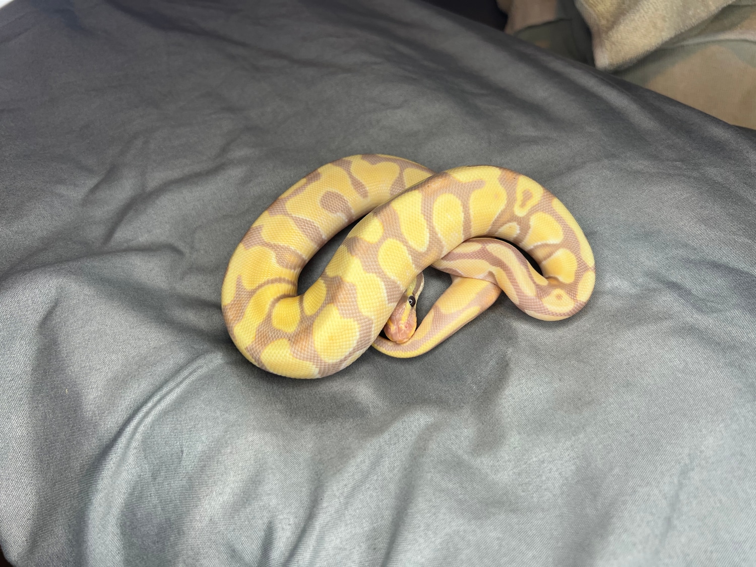 Banana Enchi Het Pied Ball Python by Andersen's Animals LLC - MorphMarket
