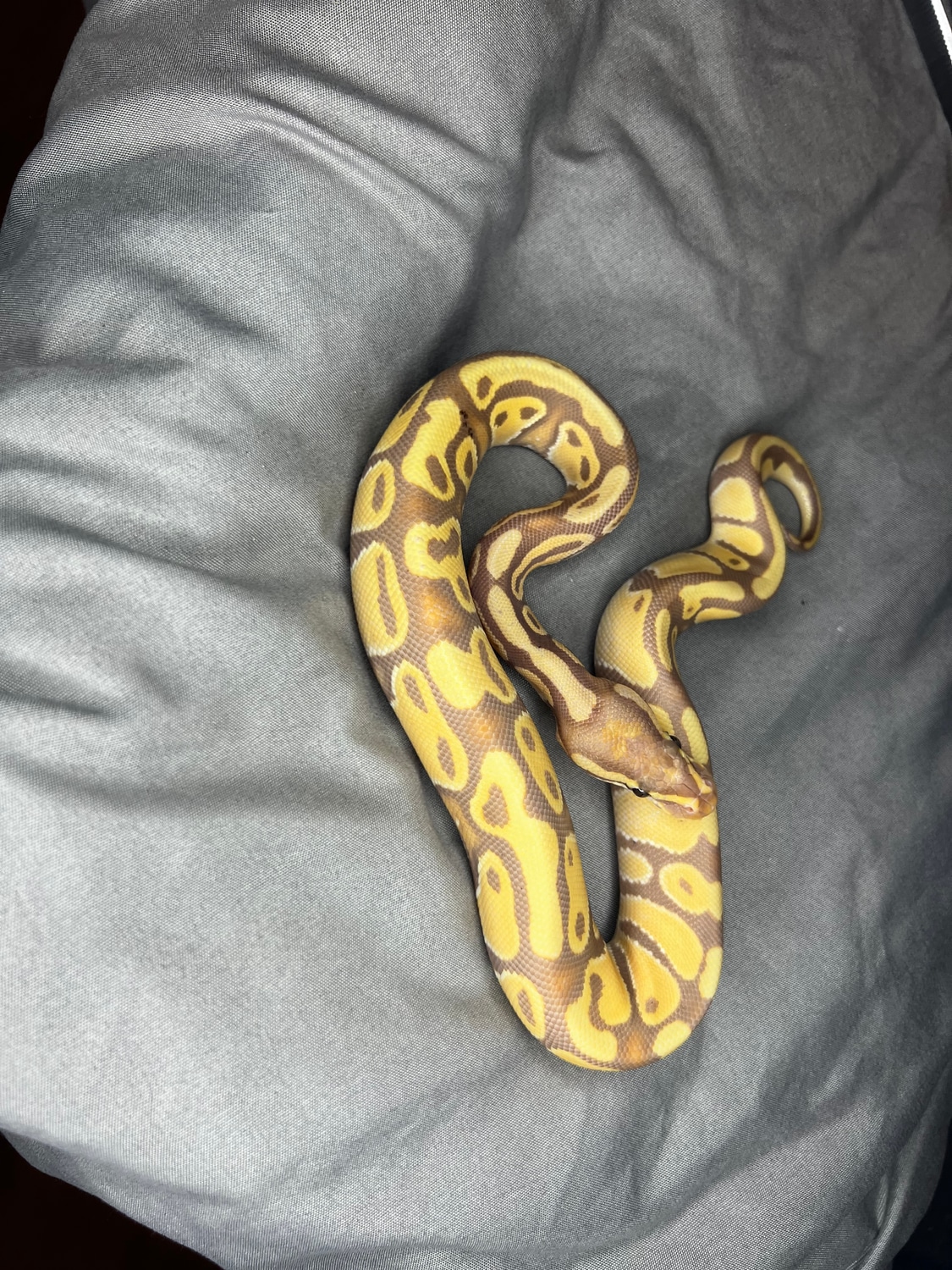 Banana Het Pied Ball Python by Andersen's Animals LLC - MorphMarket