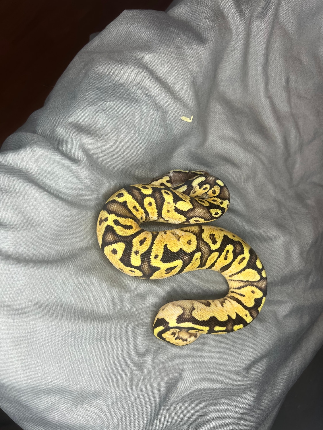 Pastel OD Calico Ball Python by Andersen's Animals LLC - MorphMarket