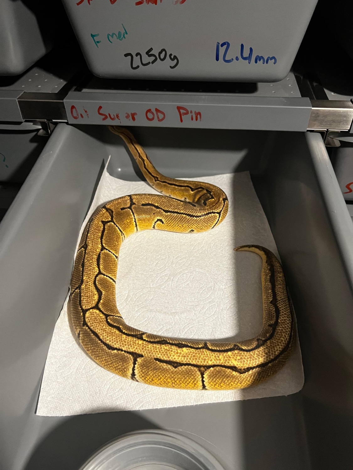 Super OD Pinstripe Ball Python by Andersen's Animals LLC - MorphMarket