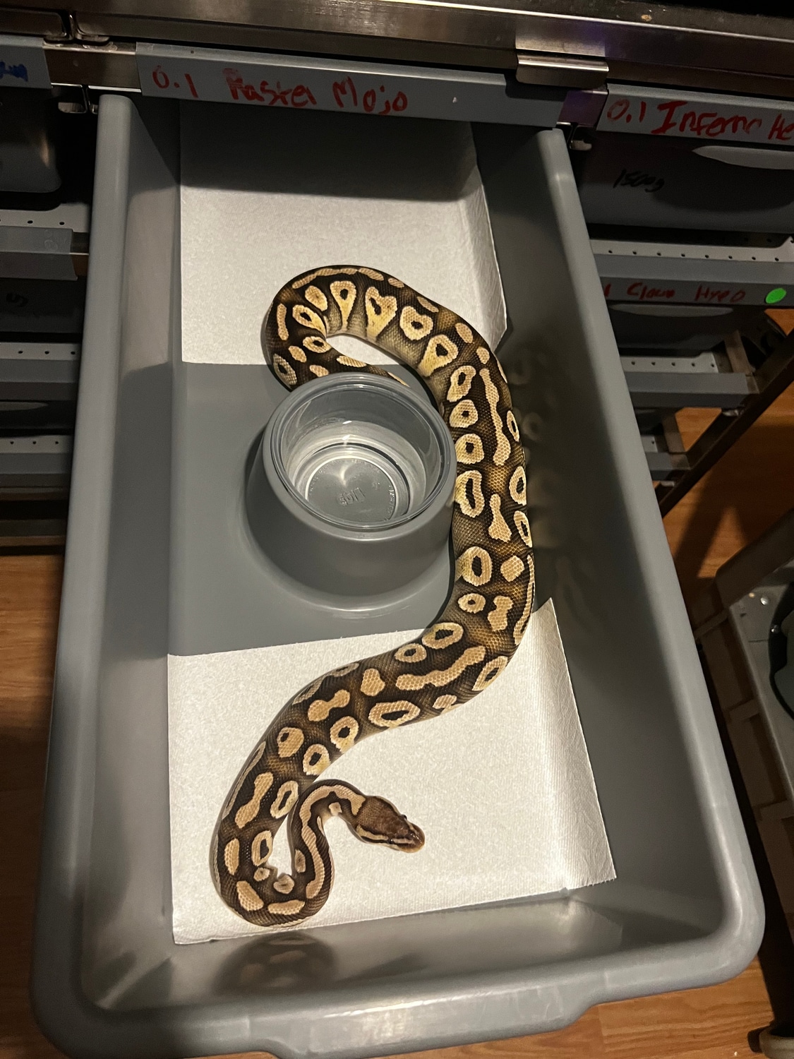 Pastave Ball Python by Andersen's Animals LLC - MorphMarket
