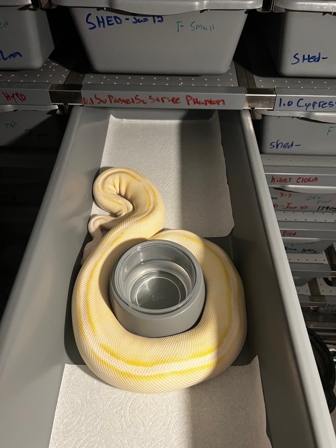 Super Pastel Super Stripe Phantom Ball Python by Andersen's Animals ...