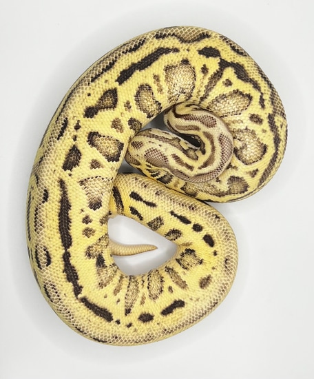 Firefly Leopard Spotnose Het Clown Ball Python by Andersen's Animals
