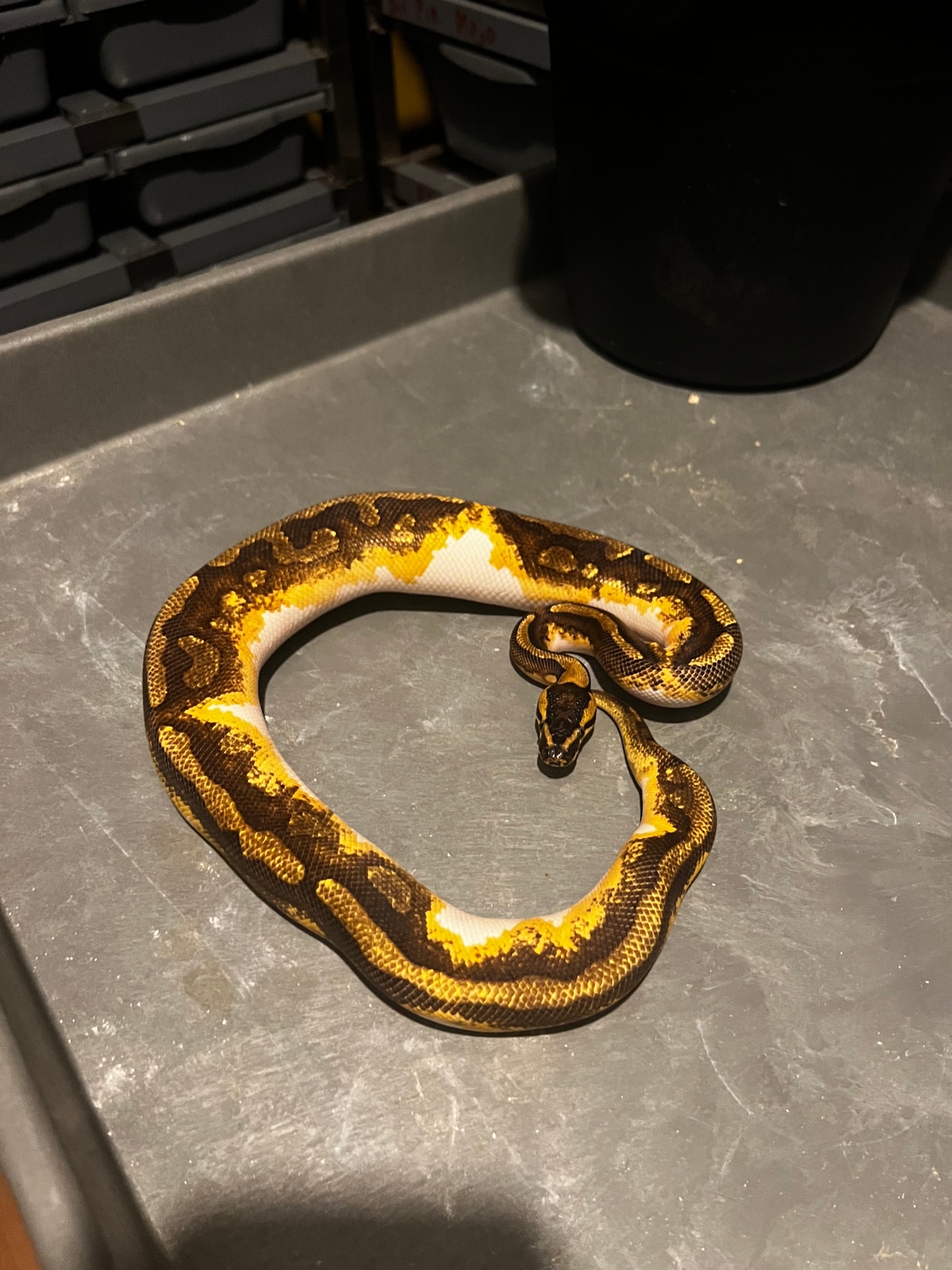 Enchi YB Pied Het Albino Ball Python by Andersen's Animals LLC - MorphMarket