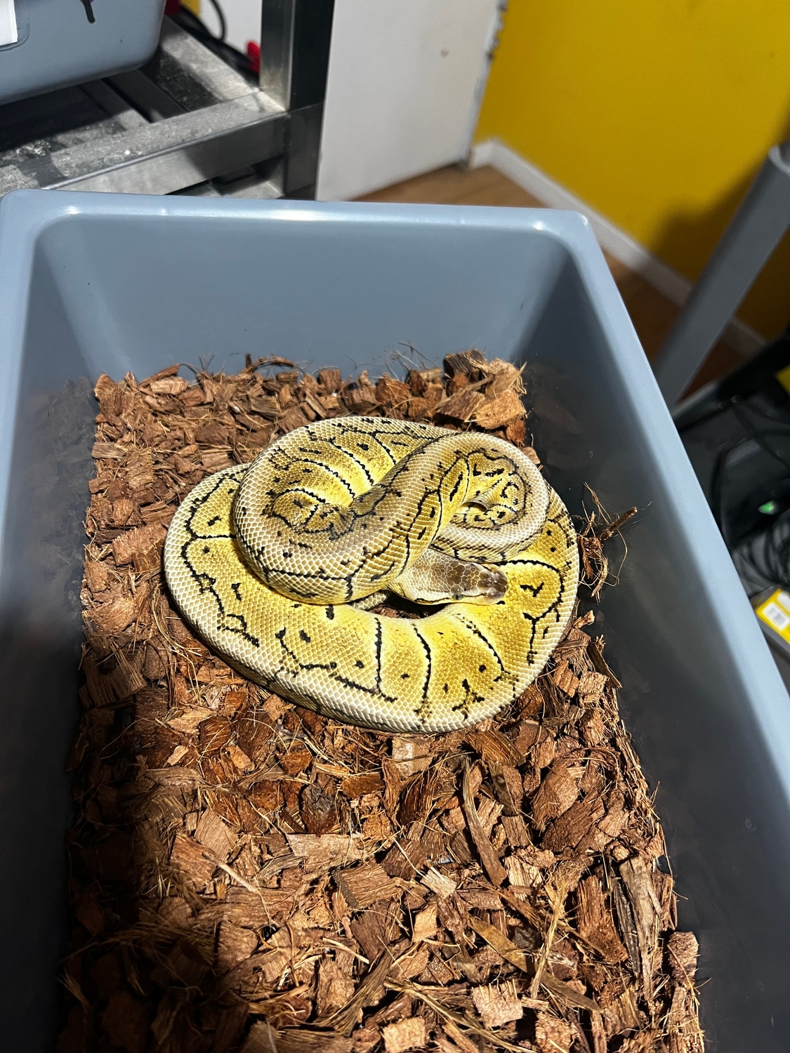 Lemon Blast Het Clown Ball Python by Andersen's Animals LLC - MorphMarket