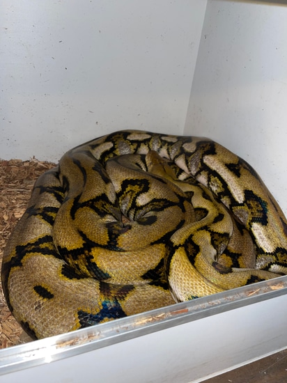 Tiger Het Purple Reticulated Python by Reptile Affairs