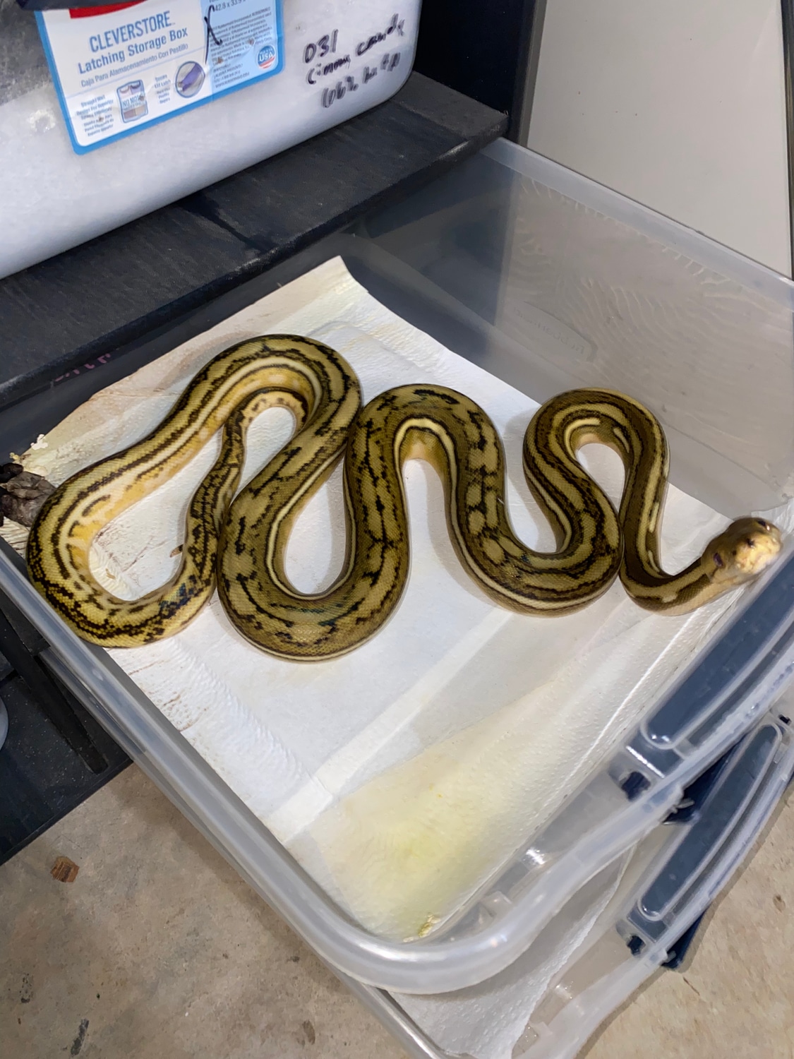 Phantom Tiger Het Purple Het Genetic Stripe Reticulated Python by ...