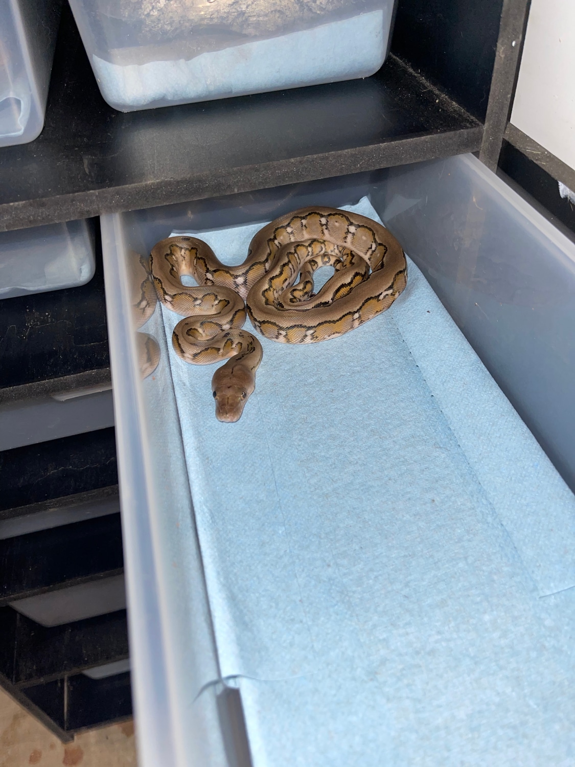 Motley Jaguar Het Purple Reticulated Python by That’s Clutch Llc ...