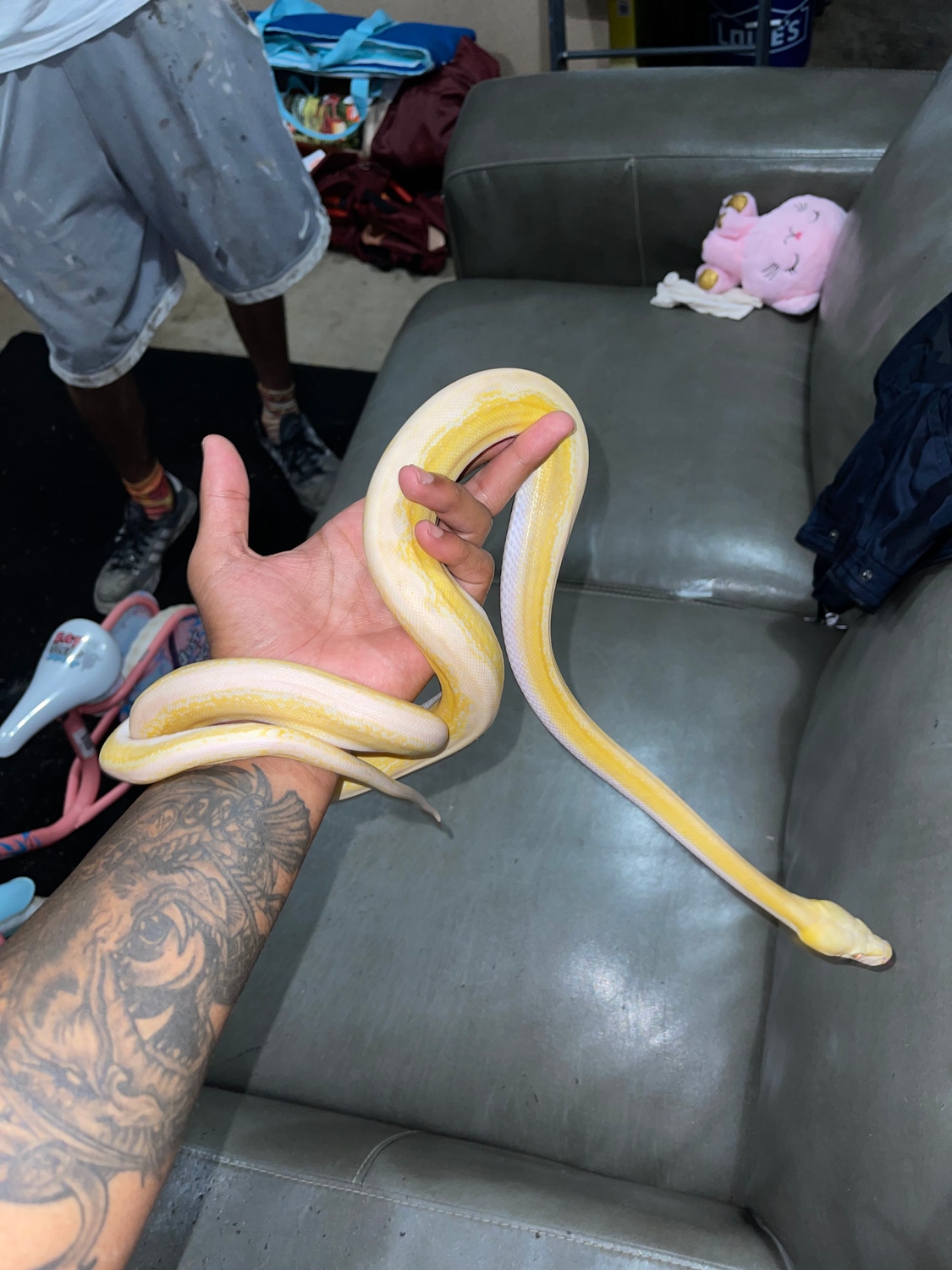 Platinum Lavender Motley Reticulated Python by Reptile Affairs ...