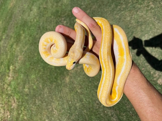 *SALE* Ultra Ivory Dwarf Het Anery Reticulated Python by Reptile Affairs