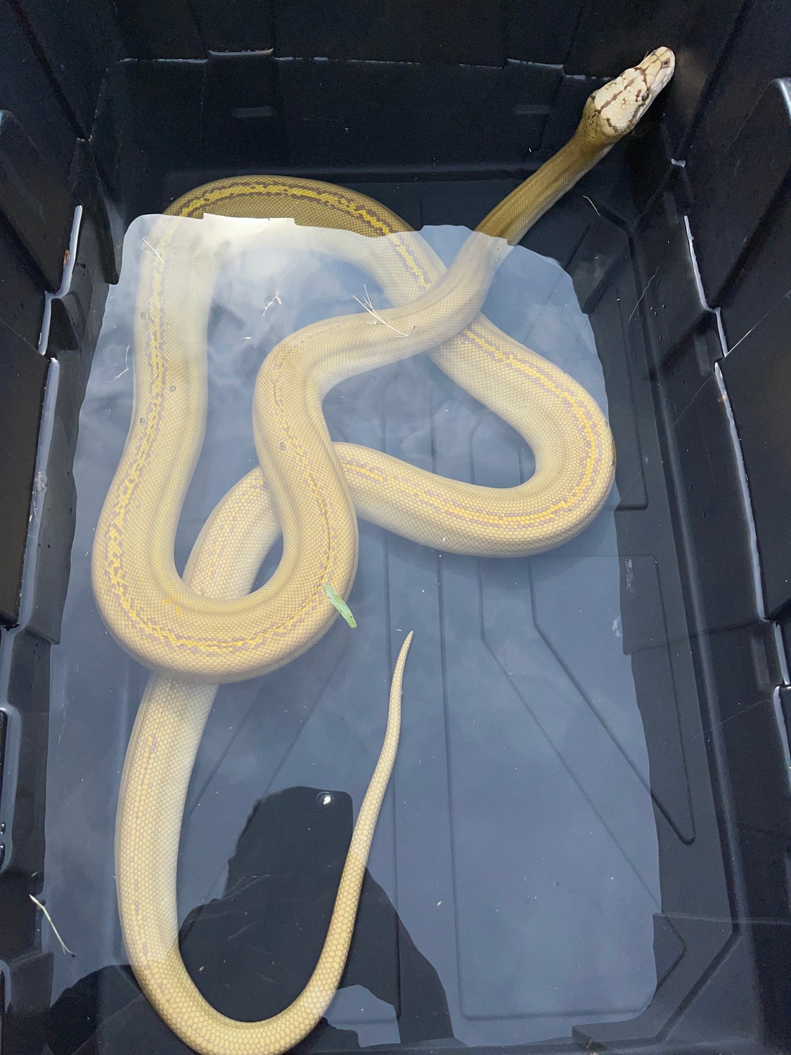 Orangeglow Motley Goldenchild Reticulated Python by Reptile Affairs ...