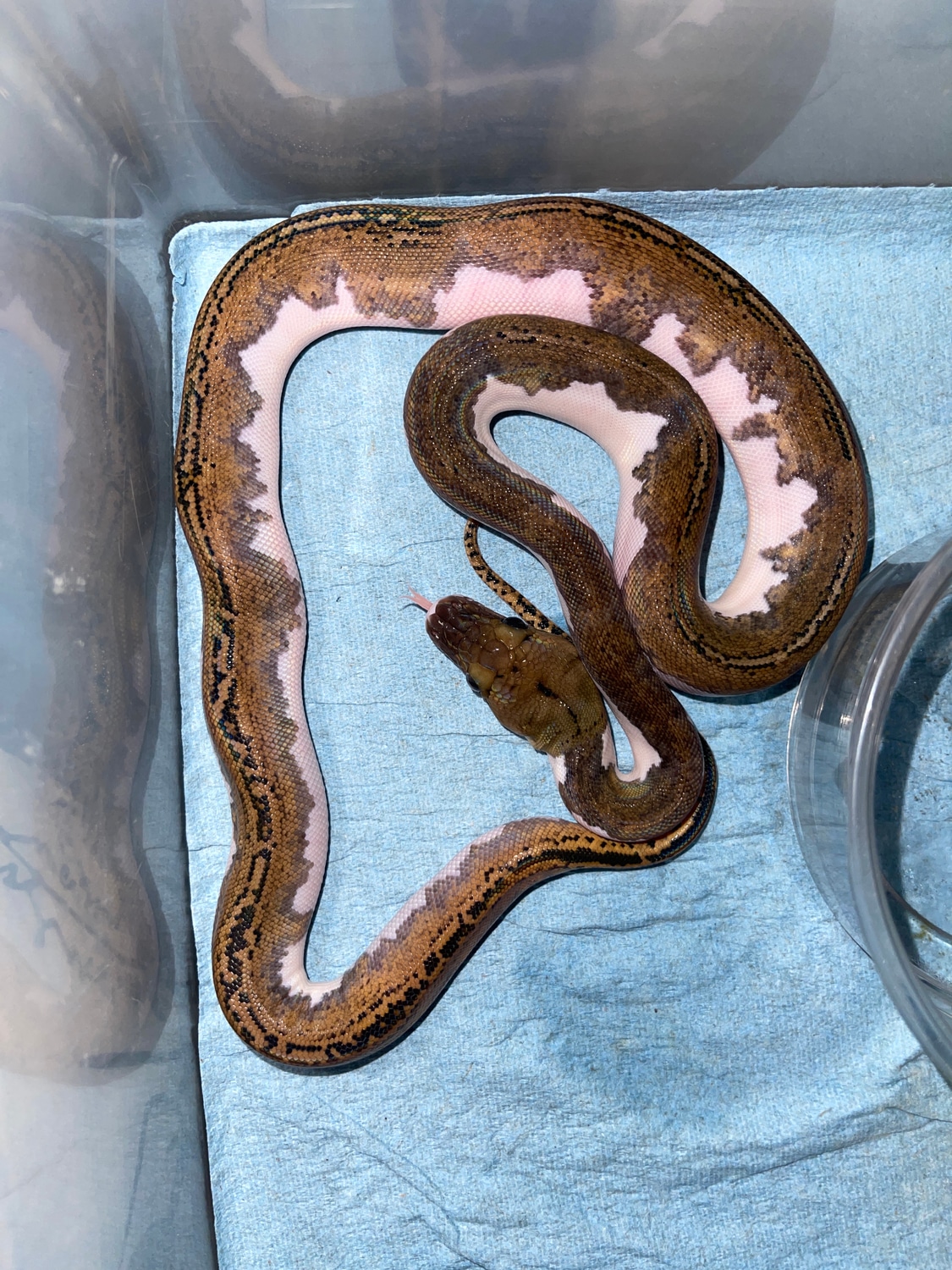 Pied Tiger Het Purple 22 Reticulated Python by Reptile Affairs ...
