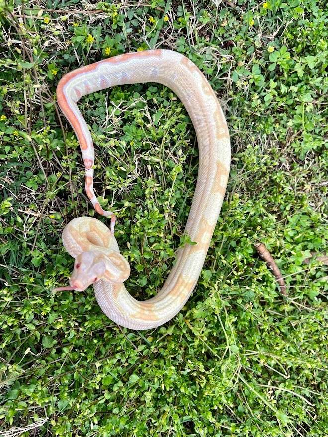 Jungle Kahl Albino Boa Constrictor by Reptile Affairs - MorphMarket