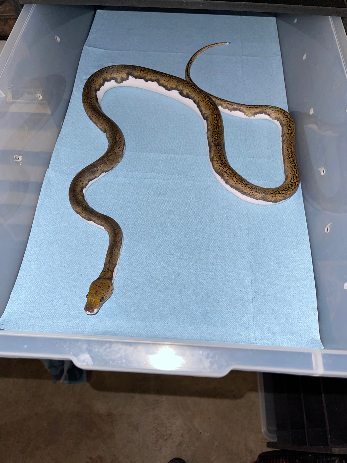 Platinum Pied Het Albino Reticulated Python by Reptile Affairs ...