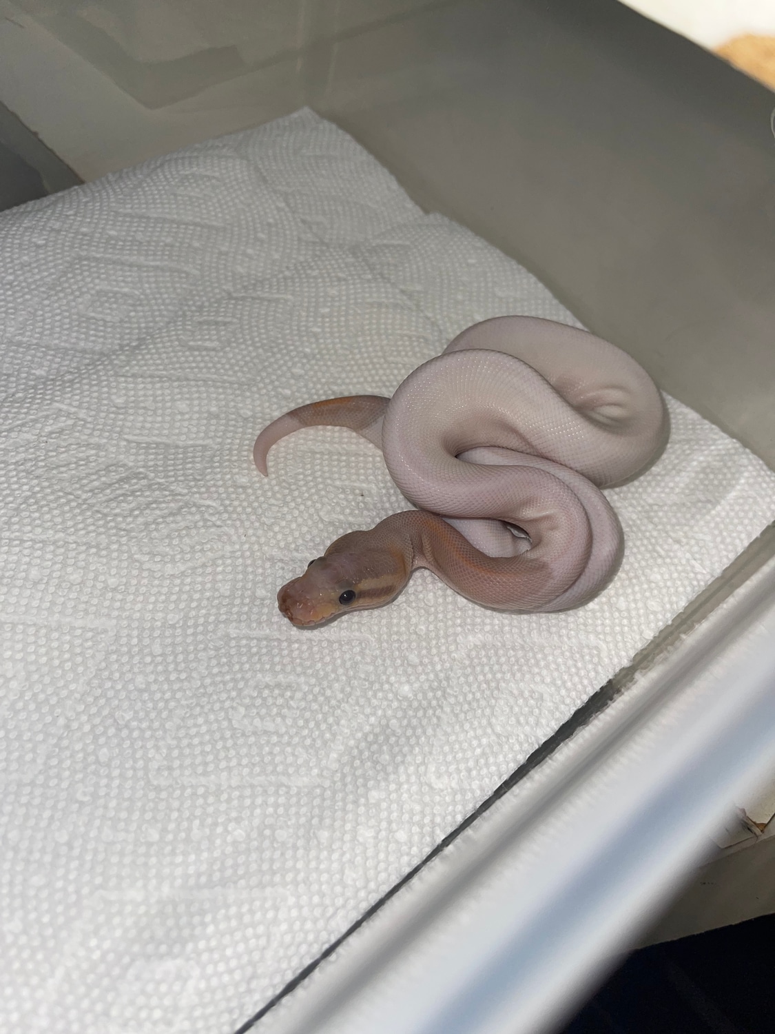 CoralGlow Cinnamon Pied Ball Python by Reptile Affairs - MorphMarket