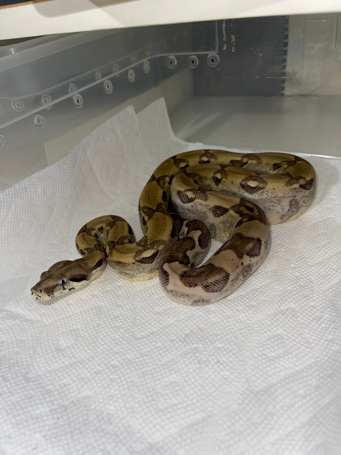 Ghost Jungle Het Moonglow Boa Constrictor by Reptile Affairs - MorphMarket