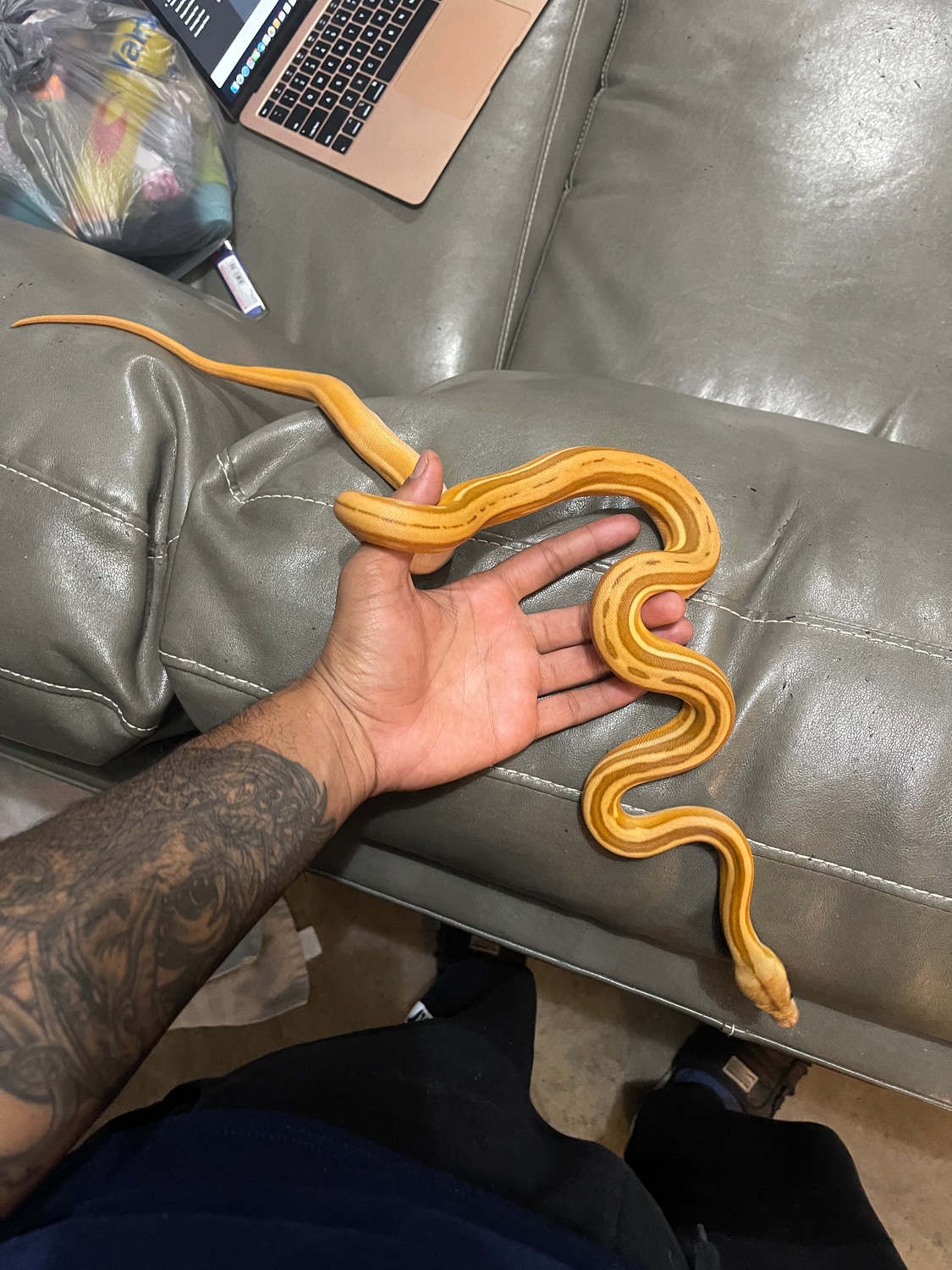 OGS Super Sun/Tiger Reticulated Python by Reptile Affairs - MorphMarket