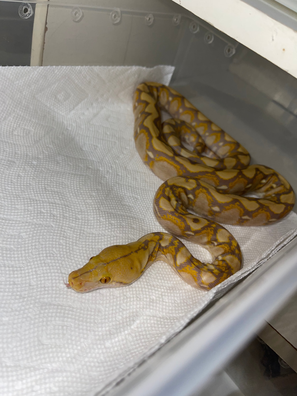 Purple Reticulated Python by Reptile Affairs - MorphMarket