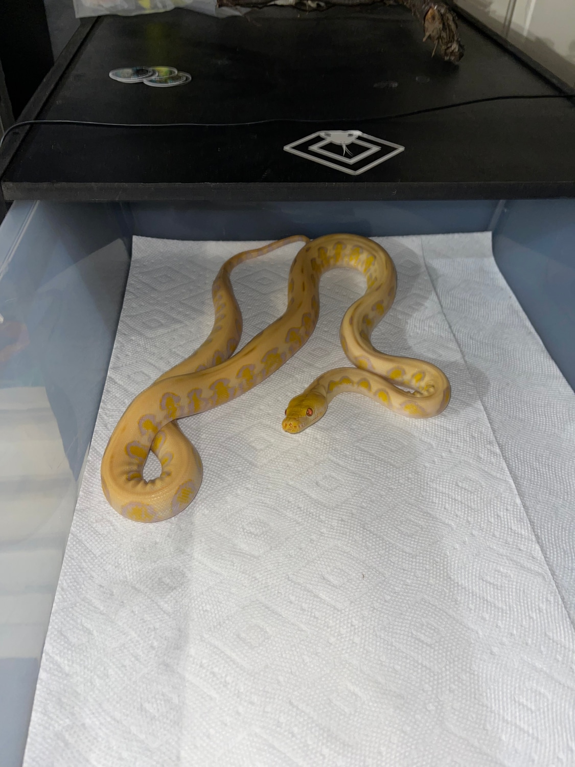 Lavender Jaguar Reticulated Python by Reptile Affairs - MorphMarket