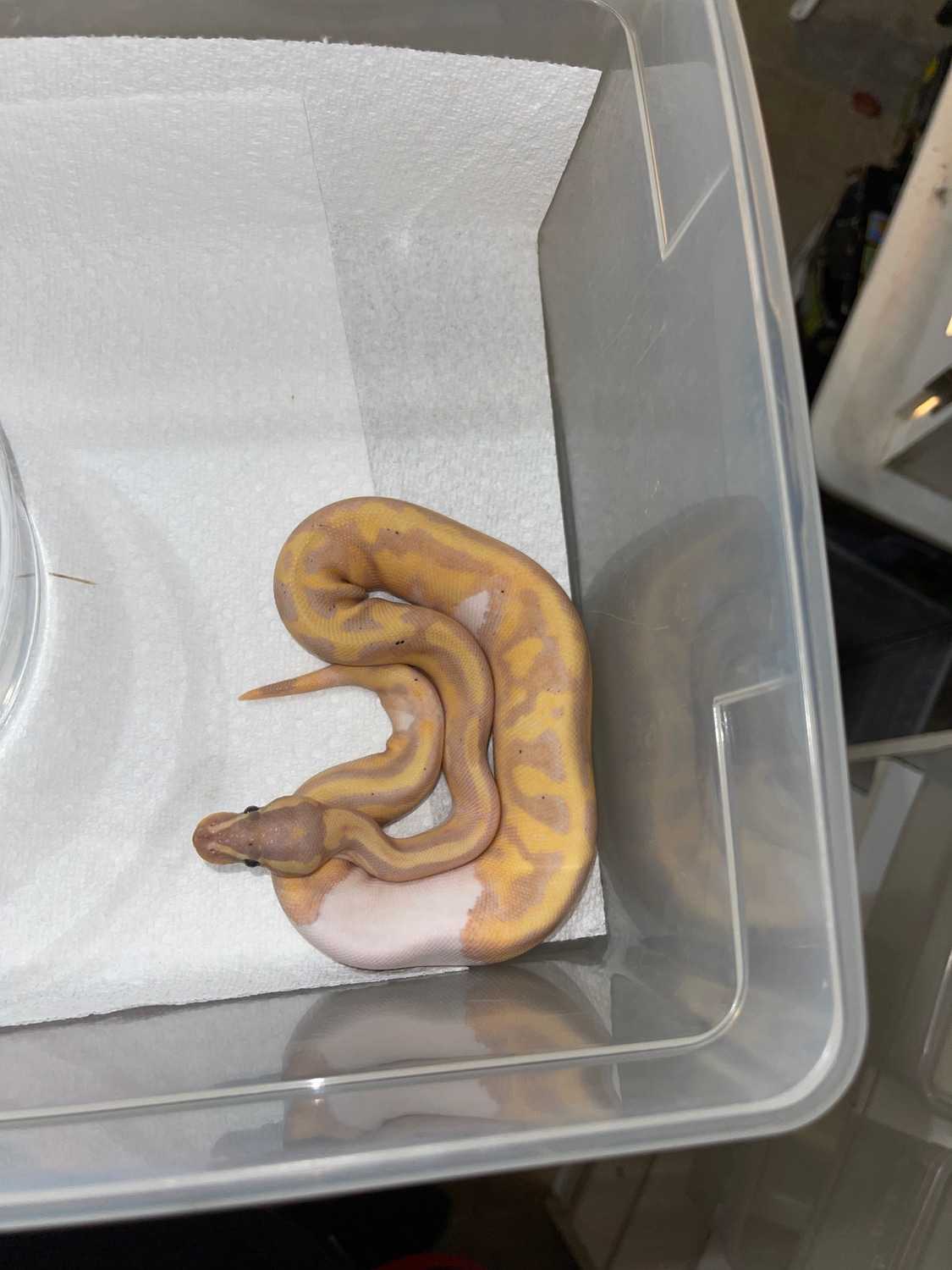 Banana Pastel Pied Ball Python by Reptile Affairs - MorphMarket