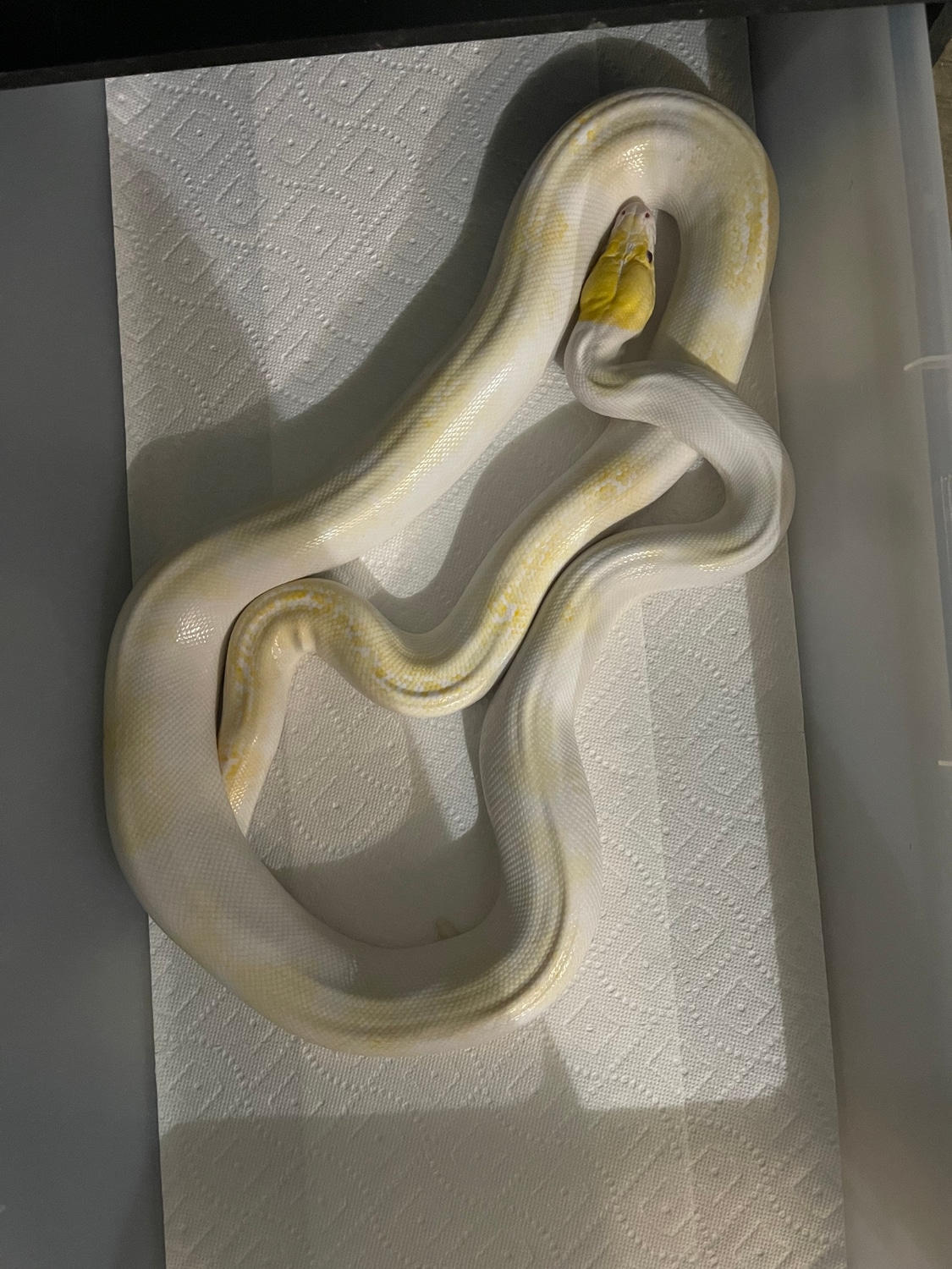 Lavender Motley Pied Reticulated Python by Reptile Affairs - MorphMarket