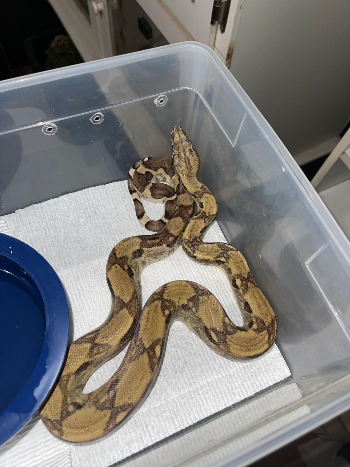 Ghost Jungle Het Moonglow Boa Constrictor by Reptile Affairs - MorphMarket