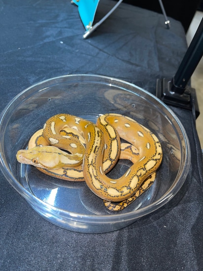 OGS Orange Ghost Stripe Reticulated Python by Reptile Affairs