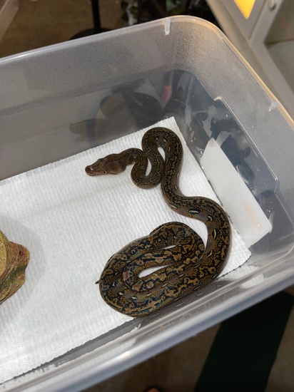 Marble Het Anthrax Reticulated Python by Reptile Affairs