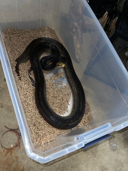 OGS Calico Goldenchild Trade Deal Reticulated Python by Reptile Affairs