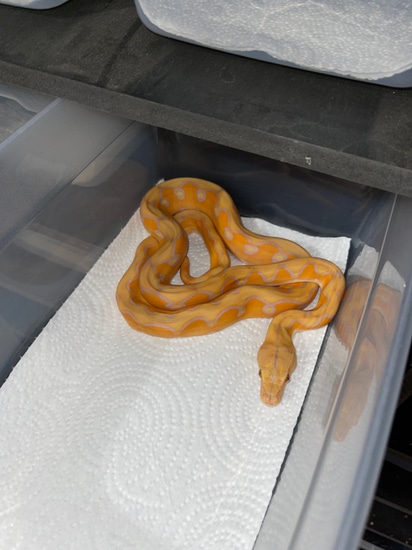 Lavender Super Sunfire Het Pied Reticulated Python by Reptile Affairs