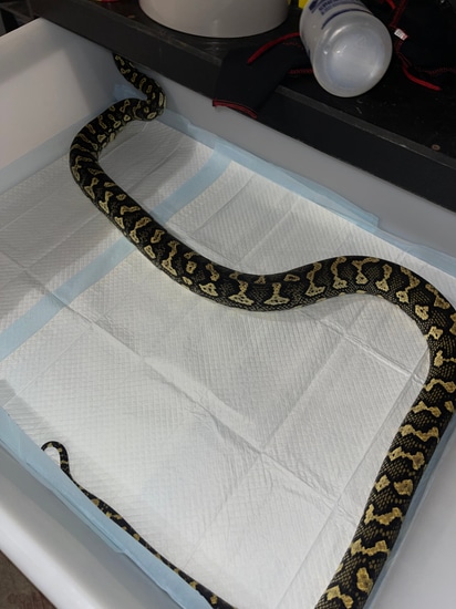Diamond Jungle Diamond Carpet Python by Reptile Affairs