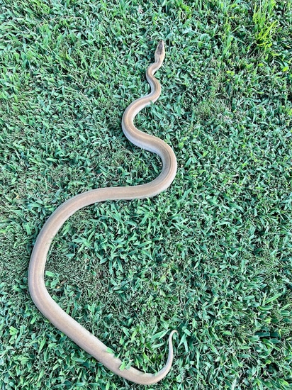 2022 Patternless Rock Python by Reptile Affairs