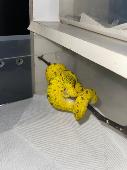 Uscbb Pure Biak Green Tree Python by Reptile Affairs
