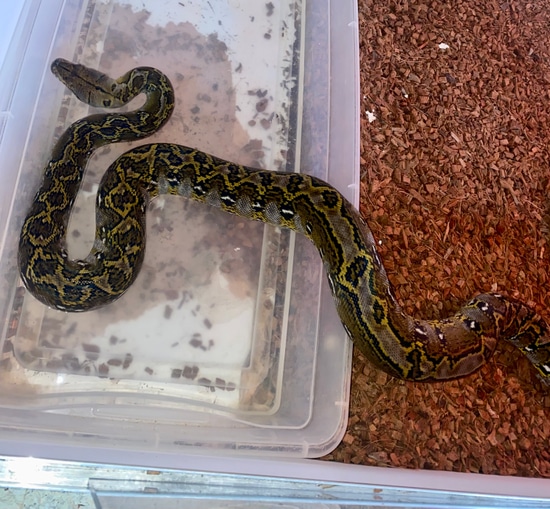 Marble Het Anthrax Reticulated Python by Reptile Affairs