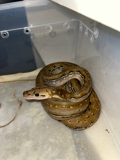 Anthrax Reticulated Python by Reptile Affairs