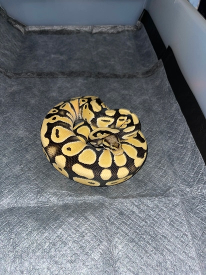Pastel Desert Ghost 66% Het Cryptic Ball Python by Reptile Affairs
