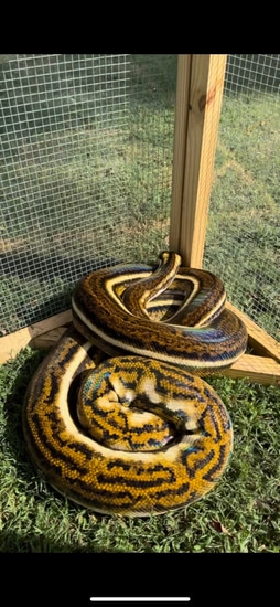 Anthrax Tiger Reticulated Python by Reptile Affairs