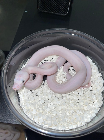 Goldenchild Cow Reticulated Python by Reptile Affairs