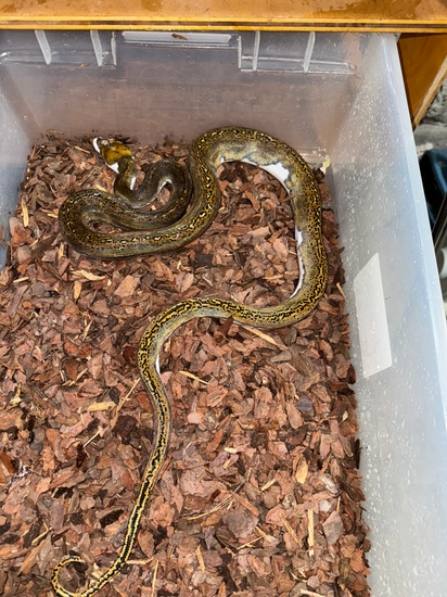 Tiger Pied Het Purple/Caramel Reticulated Python by Reptile Affairs