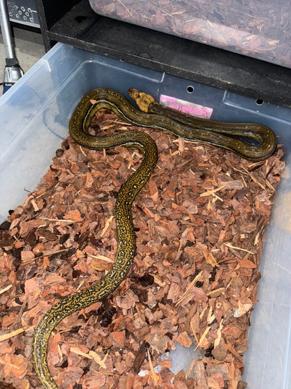 Marble Anthrax Tiger Reticulated Python by Reptile Affairs