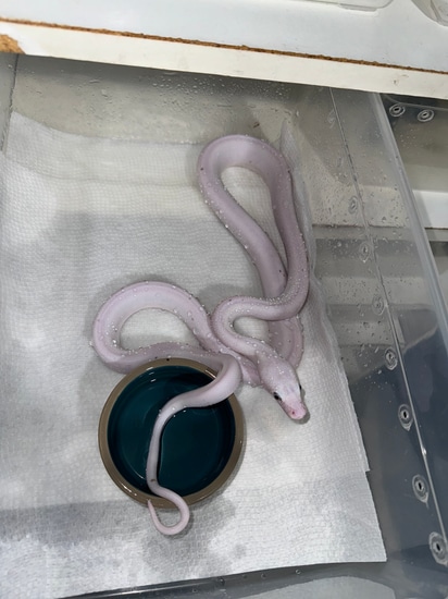 Goldenchild Cow Reticulated Python by Reptile Affairs