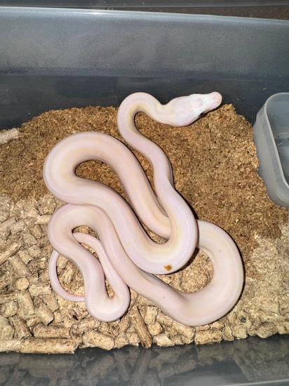 Platinum Tiger Cow 50% Het Pied Reticulated Python by Reptile Affairs