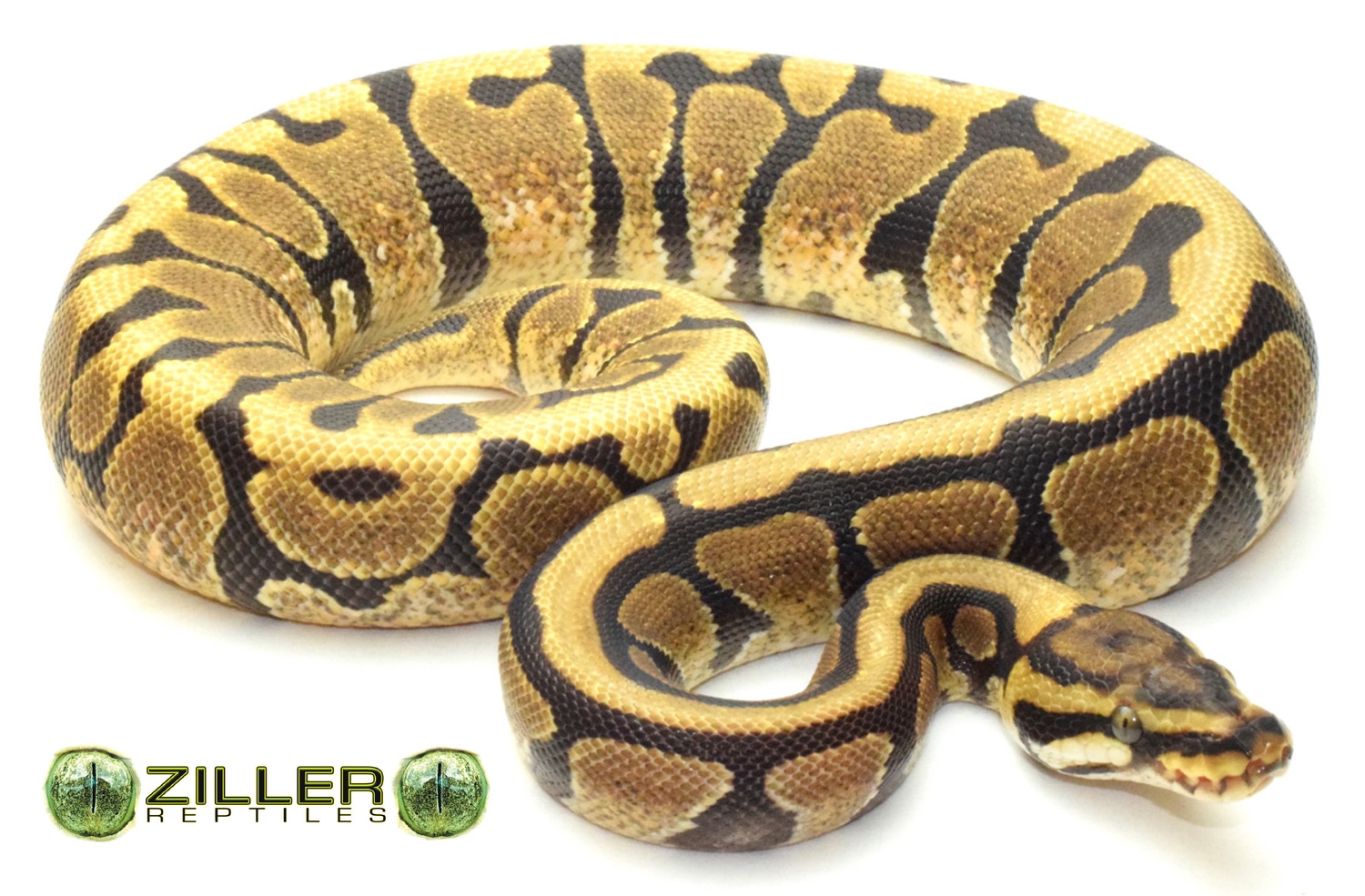 Enchi Spotnose Ball Python by Ziller Reptiles - MorphMarket