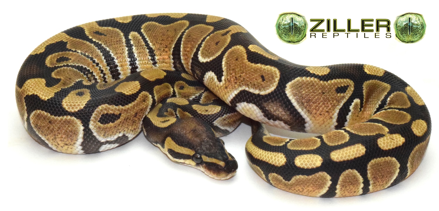 Het Lavender Ball Python by Ziller Reptiles - MorphMarket