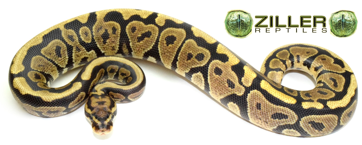 Spotnose Het Lavender Ball Python by Ziller Reptiles - MorphMarket
