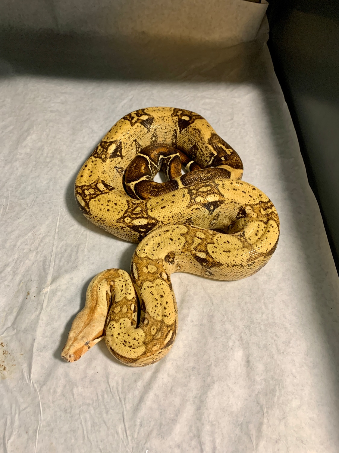 VPI T Boa Constrictor by Bespoke Boas - MorphMarket