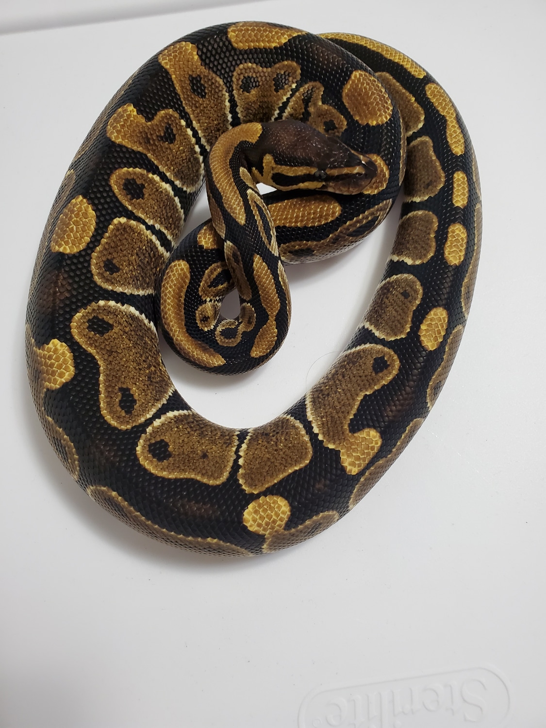 Normal Ball Python by Zach Prince Pythons - MorphMarket