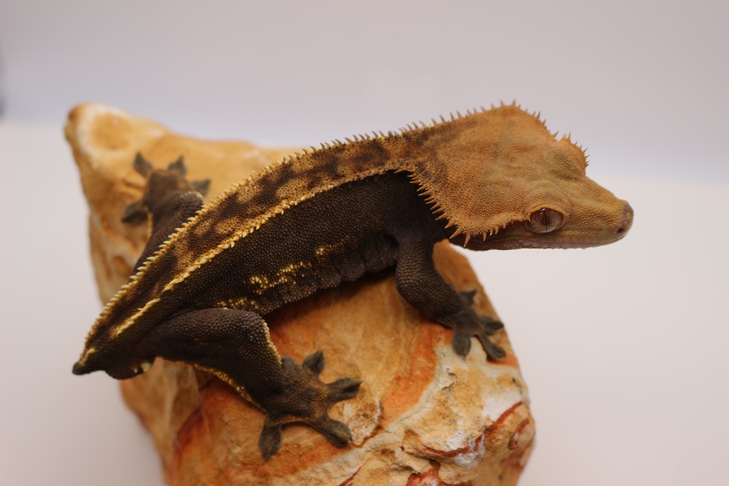 Empty Back Softscale Pinstripe Crested Gecko by ZNA_Geckos - MorphMarket